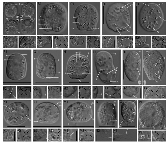 What Drives the Diversity of the Most Abundant Terrestrial Cercozoan ...