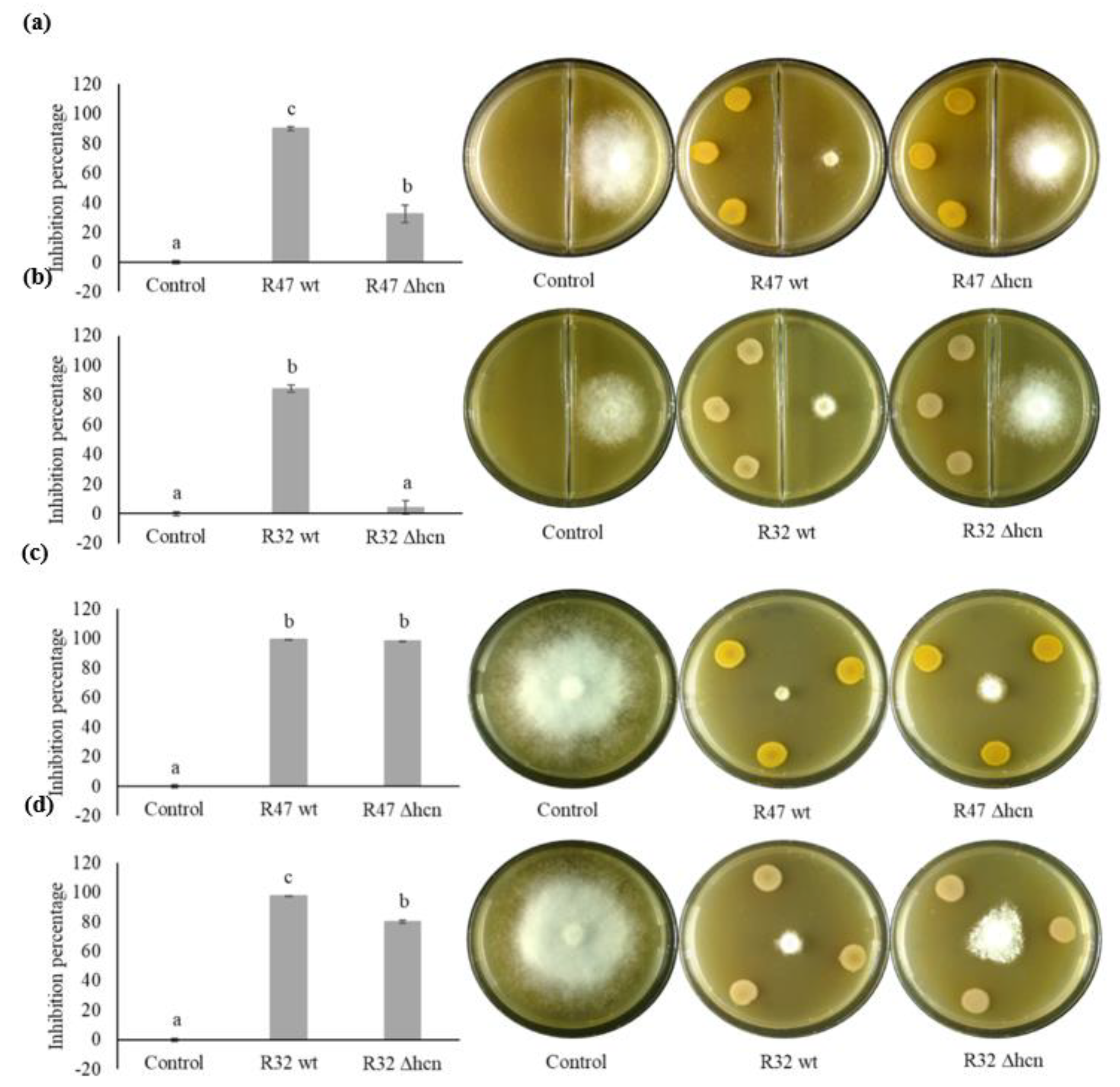 Hydrogen Cyanide Liquid