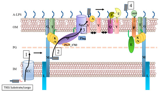 Microorganisms | Free Full-Text | The Type IX Secretion System ...
