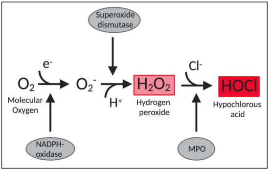 Surviving Reactive Chlorine Stress: Responses of Gram-Negative Bacteria ...