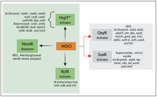 Surviving Reactive Chlorine Stress: Responses of Gram-Negative Bacteria ...