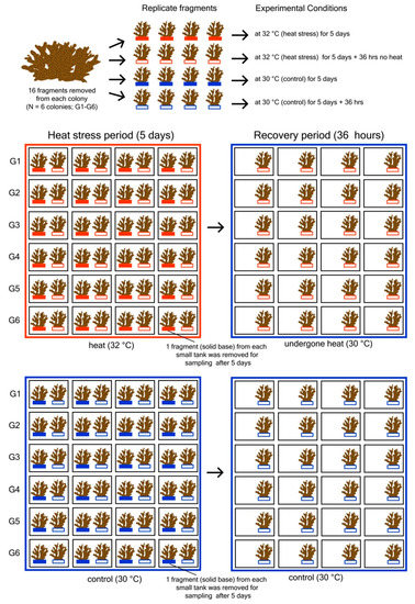 Gene Expression and Photophysiological Changes in Pocillopora acuta ...