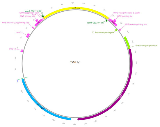 Evaluation of the Diagnostic Potential of Recombinant Coxiella burnetii ...