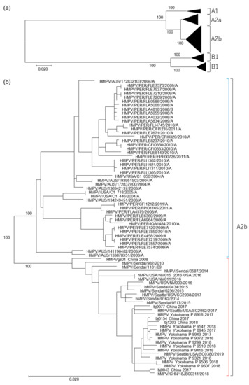 Recent Molecular Evolution of Human Metapneumovirus (HMPV): Subdivision ...