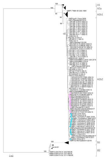 Recent Molecular Evolution of Human Metapneumovirus (HMPV): Subdivision ...
