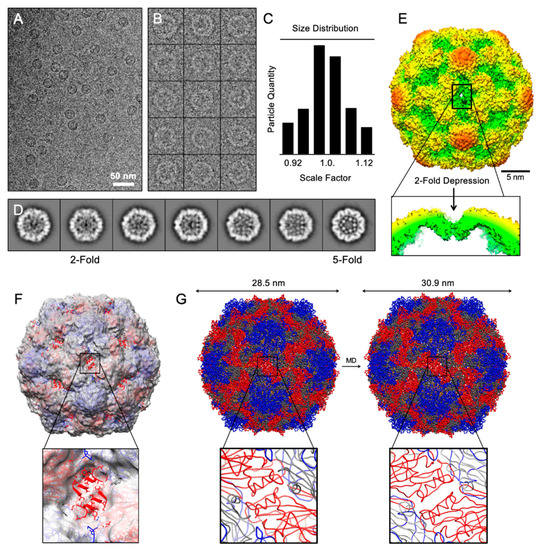 Structural Insight into CVB3-VLP Non-Adjuvanted Vaccine