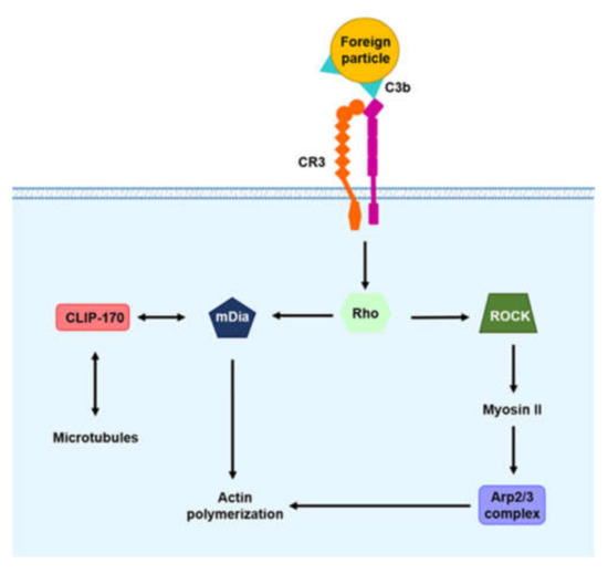 Formation and Maturation of the Phagosome: A Key Mechanism in Innate ...