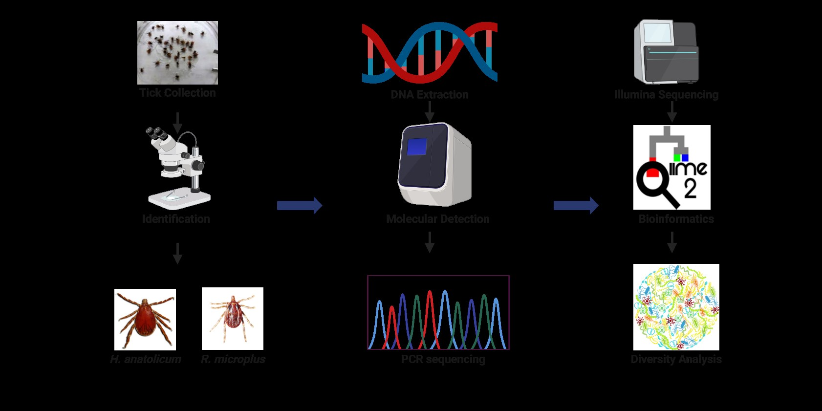 Microorganisms | Free Full-Text | Tick-Borne Pathogens Shape the Native ...