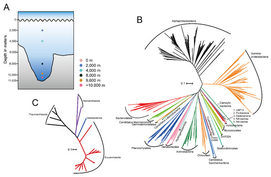 Insights into the Vertical Stratification of Microbial Ecological Roles ...