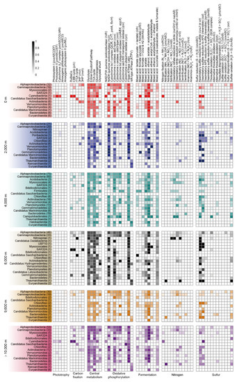 Insights into the Vertical Stratification of Microbial Ecological Roles ...