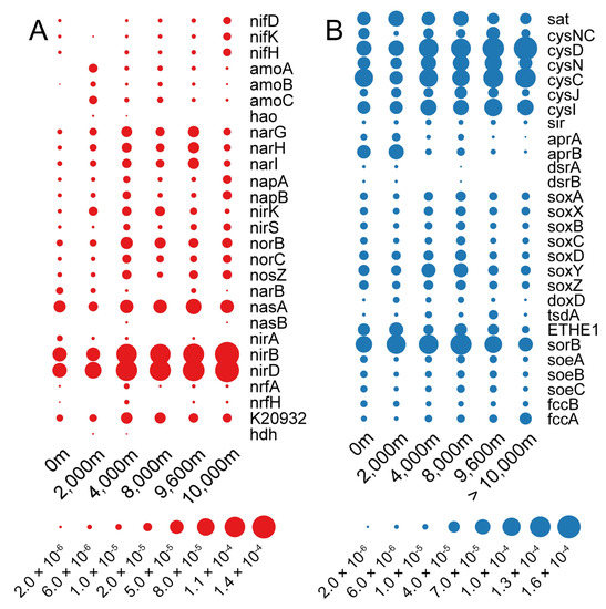 Insights into the Vertical Stratification of Microbial Ecological Roles ...