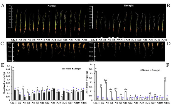 Microbial Diversity of Upland Rice Roots and Their Influence on Rice ...