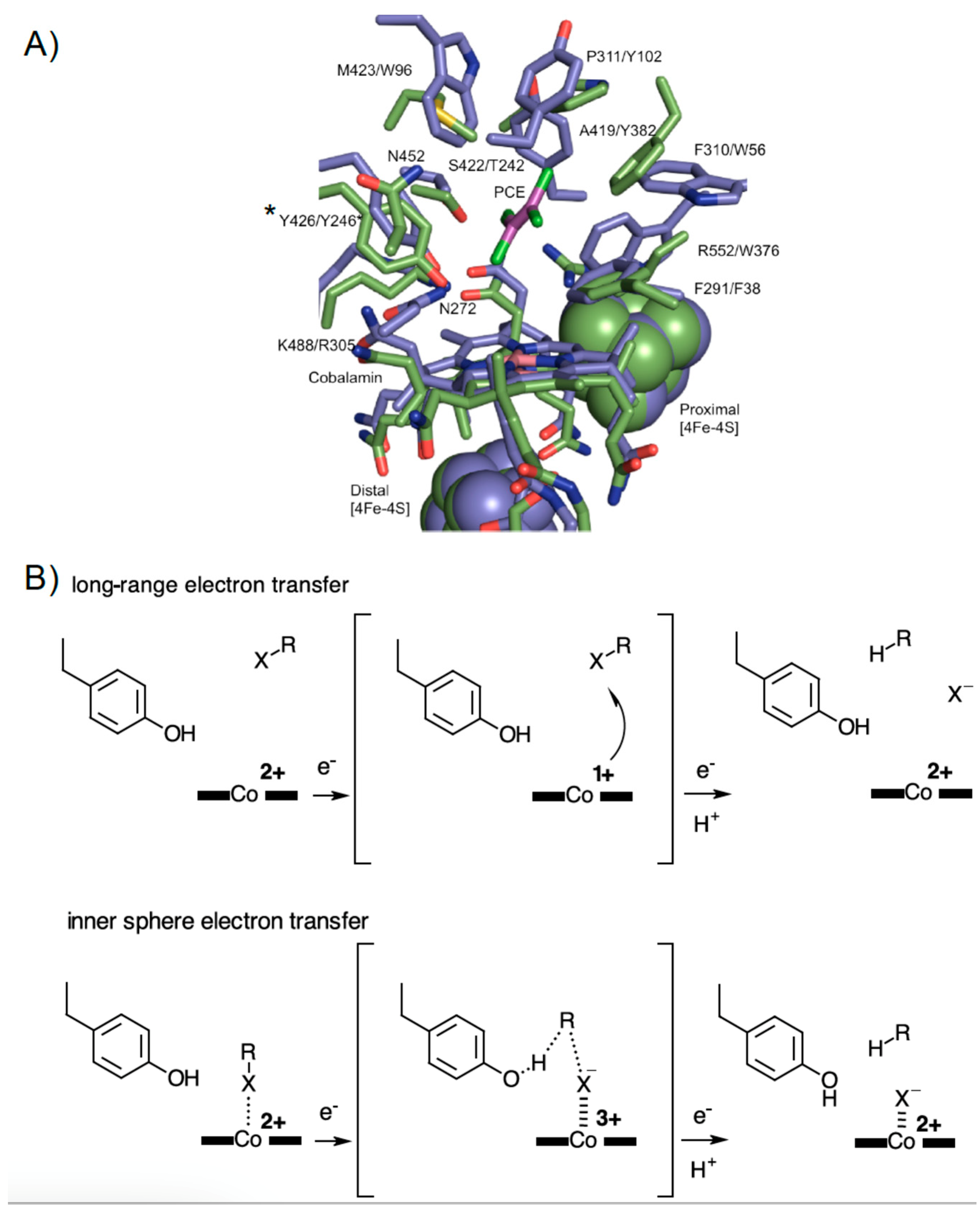 Catabolic Reductive Dehalogenase Substrate Complex Structures Underpin ...
