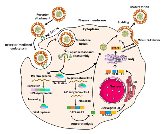 Antiviral Strategies against Arthritogenic Alphaviruses