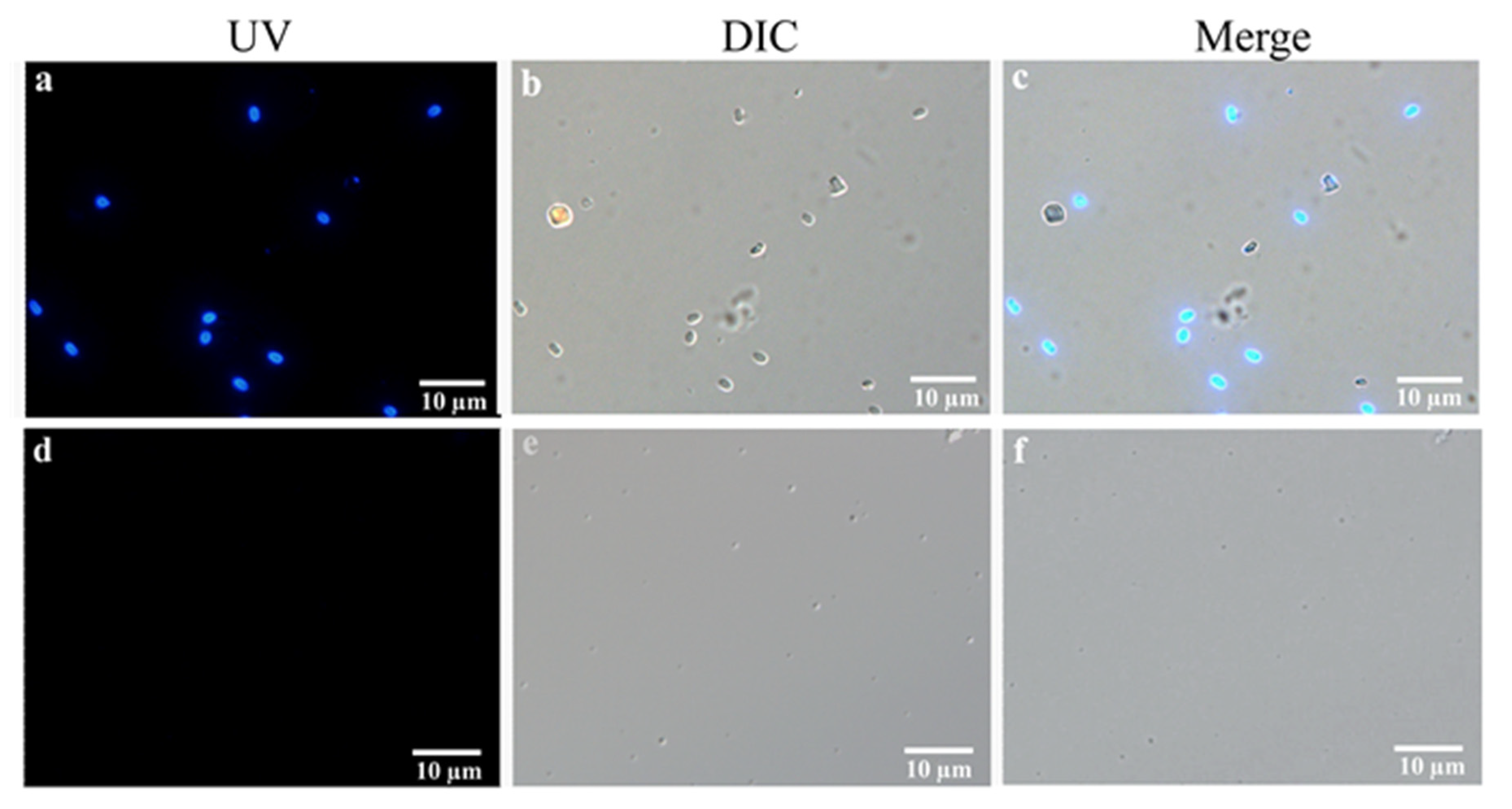 Integrated qPCR and Staining Methods for Detection and Quantification ...