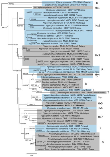 Phylogenetic Assignment of the Fungicolous Hypoxylon invadens ...