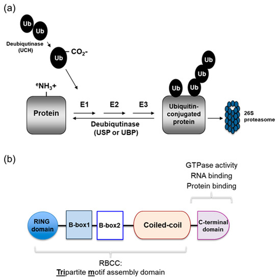 TRIM Proteins and Their Roles in the Influenza Virus Life Cycle