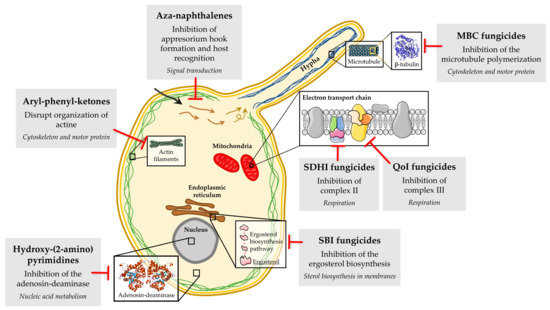 Fungicide Resistance in Powdery Mildew Fungi