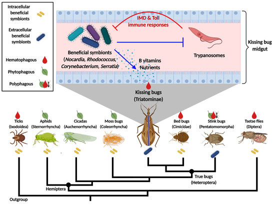Microorganisms | Special Issue : Insect Gut Microbiology and Symbiosis