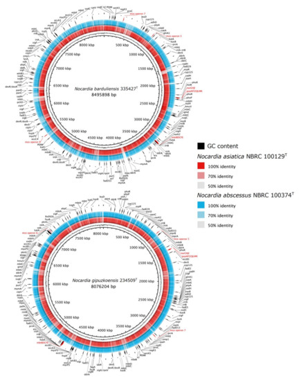 Genomic Virulence Features of Two Novel Species Nocardia barduliensis ...