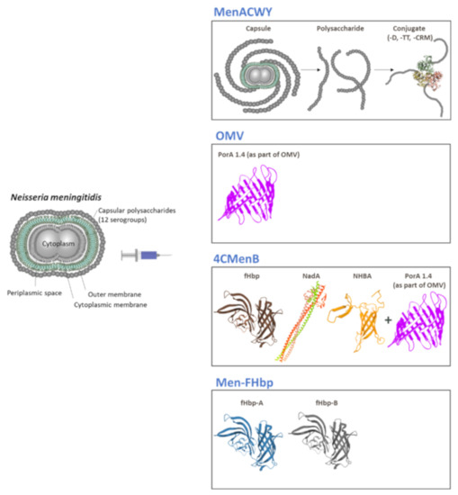 Vaccines against Meningococcal Diseases