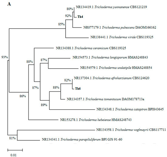 Trichoderma Enhances Net Photosynthesis, Water Use Efficiency, and ...
