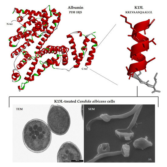 Microorganisms | Special Issue : Natural Antimicrobial Compounds