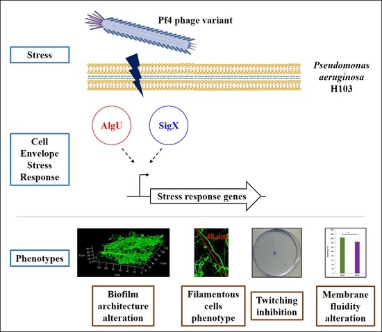 Microorganisms | Special Issue : Bacterial Stress Response Mechanisms ...