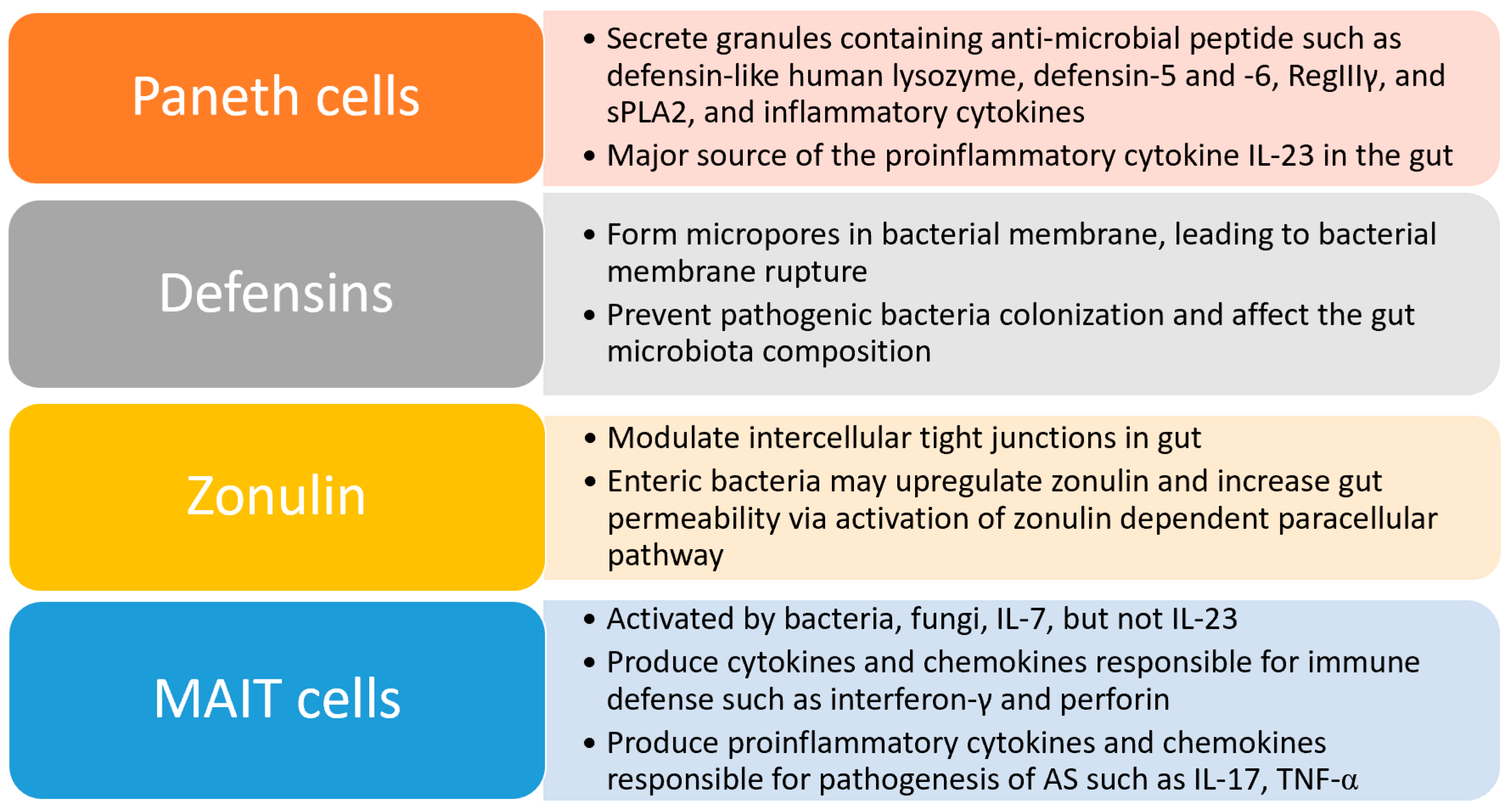 Gut Microbiome and Its Interaction with Immune System in Spondyloarthritis