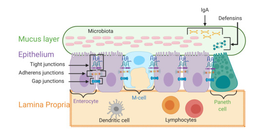 Intestinal Barrier Function in Health and Disease—Any Role of SARS-CoV-2?