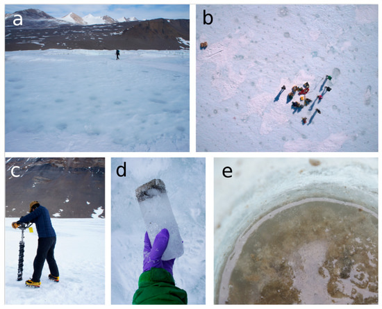 Microbial Species–Area Relationships in Antarctic Cryoconite Holes ...