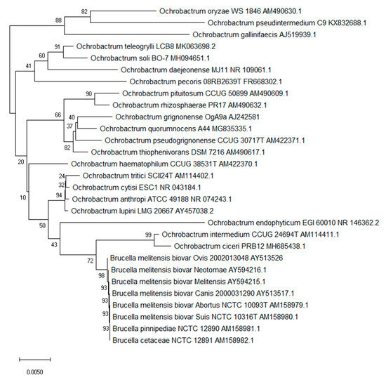 The Genus Ochrobactrum as Major Opportunistic Pathogens