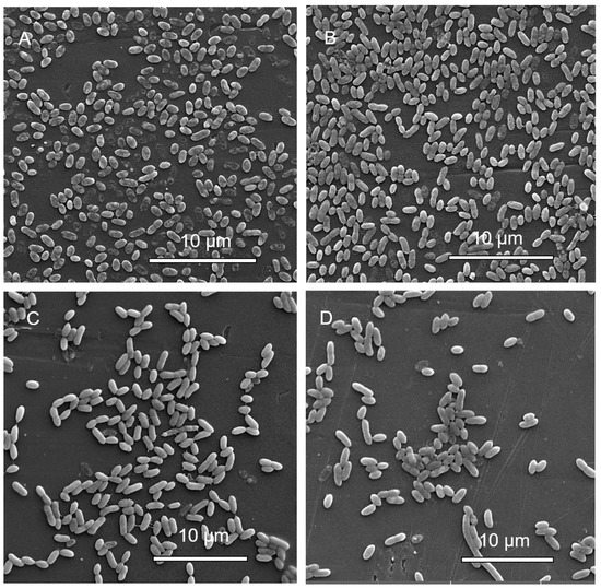 Aeromonas hydrophila RIT668 and Citrobacter portucalensis RIT669—Potential Zoonotic Pathogens ...