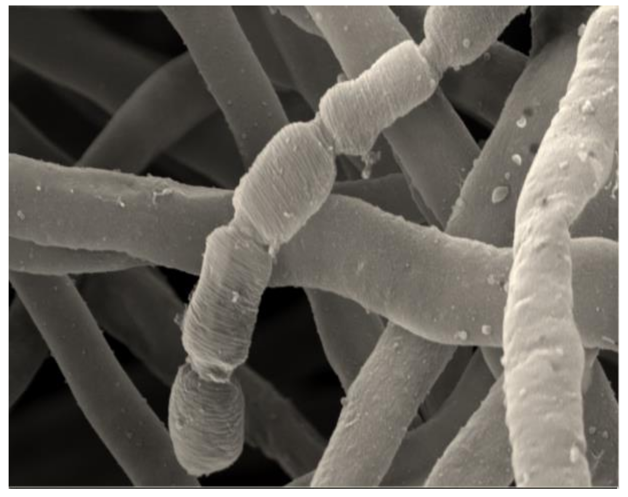 Diversity of Actinobacteria Isolated from Date Palms Rhizosphere and ...