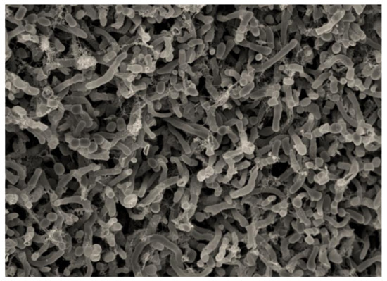 Diversity of Actinobacteria Isolated from Date Palms Rhizosphere and ...