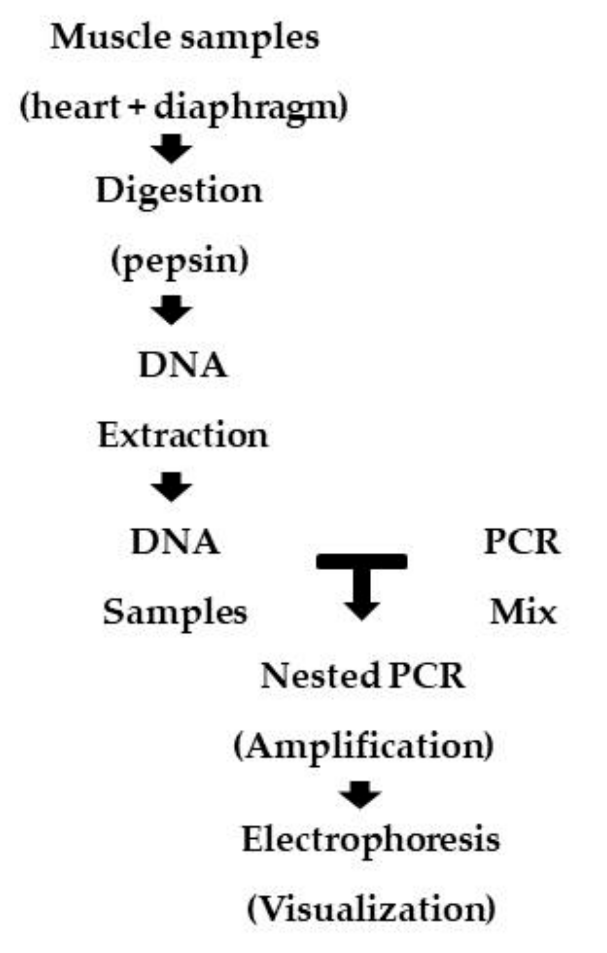 PCR Detection of Toxoplasma gondii in European Wild Rabbit (Oryctolagus ...
