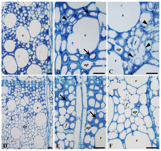 Comparison of the Decay Behavior of Two White-Rot Fungi in Relation to ...
