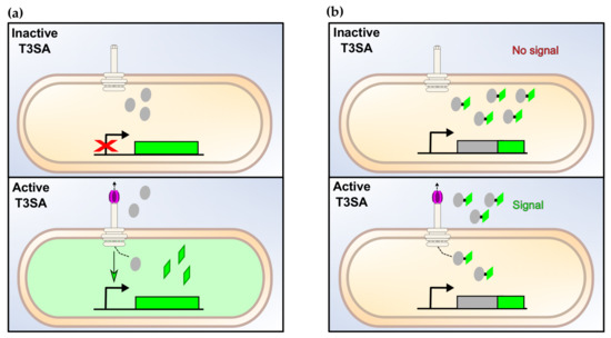 The T3SS of Shigella: Expression, Structure, Function, and Role in ...