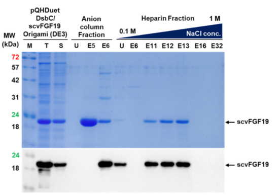 Soluble Expression of hFGF19 without Fusion Protein through Synonymous ...