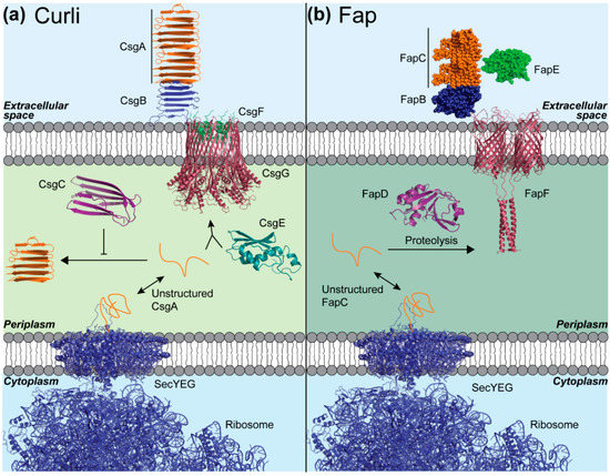 Functional Amyloids Are the Rule Rather Than the Exception in Cellular ...