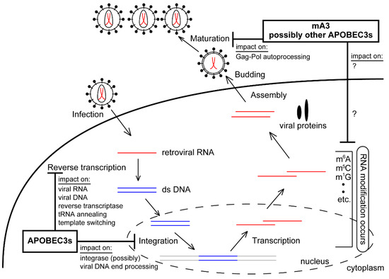 Deaminase-Independent Mode of Antiretroviral Action in Human and Mouse ...
