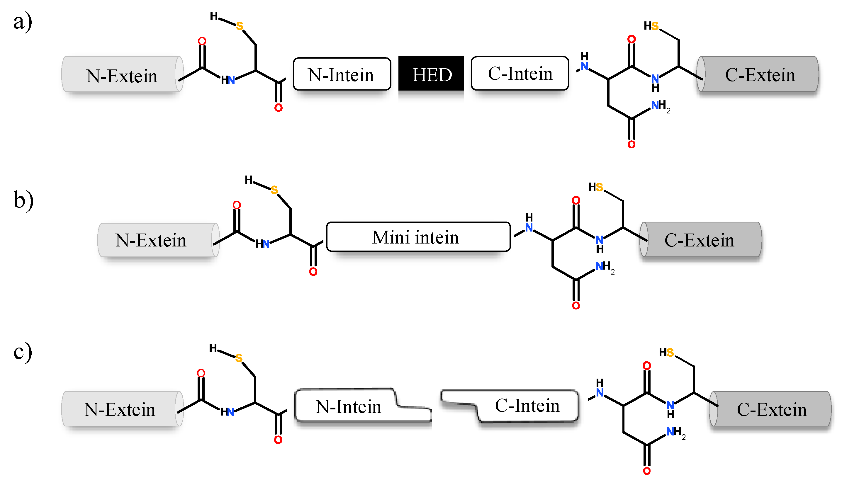 Inteins in Science: Evolution to Application