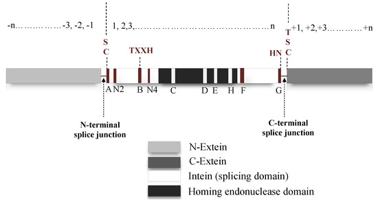 Inteins in Science: Evolution to Application