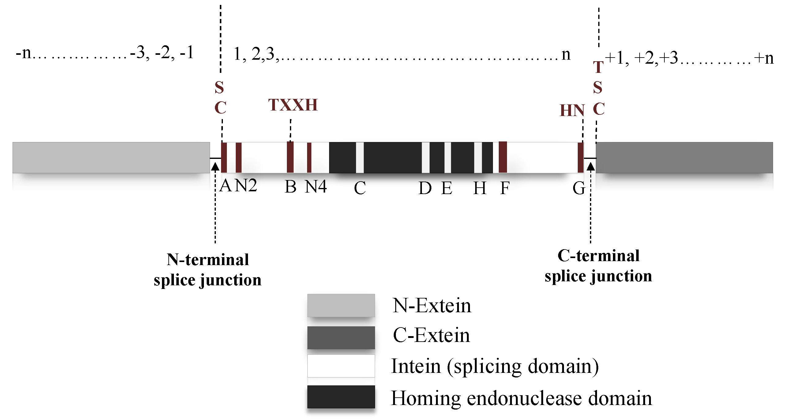 Inteins in Science: Evolution to Application