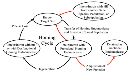Inteins in Science: Evolution to Application