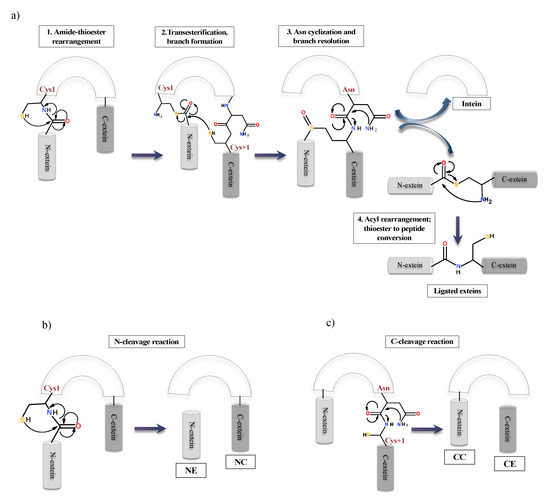 Inteins in Science: Evolution to Application
