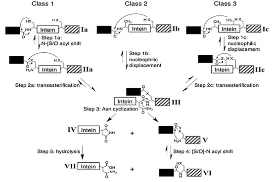 Inteins in Science: Evolution to Application