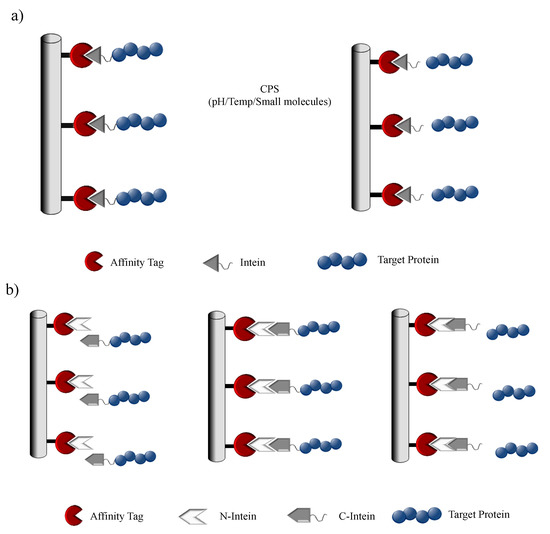 Inteins in Science: Evolution to Application