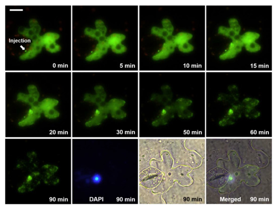 Time-Resolved Observation of the Destination of Microinjected Potato ...