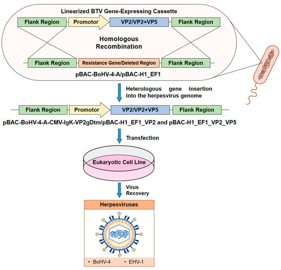 Viral Vector Vaccines against Bluetongue Virus